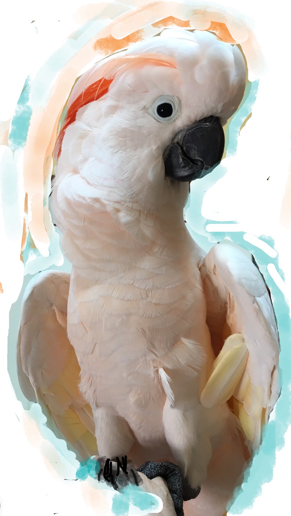 Moluccan Cockatoo Protected | Urban Exposure Studio Moluccan cockatoo